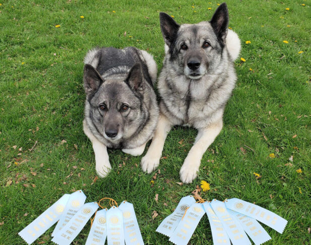 AKC Fast CAT Event – Badger Kennel Club | An AKC Breed Club